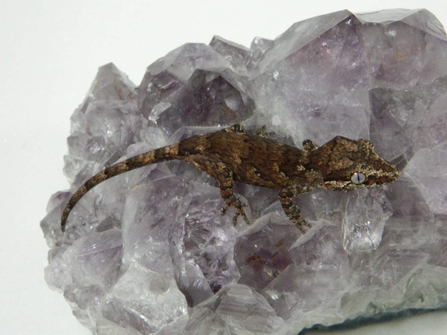 Dark Reticulated (Shadow X Casey) Gargoyle Gecko by Ledford ...