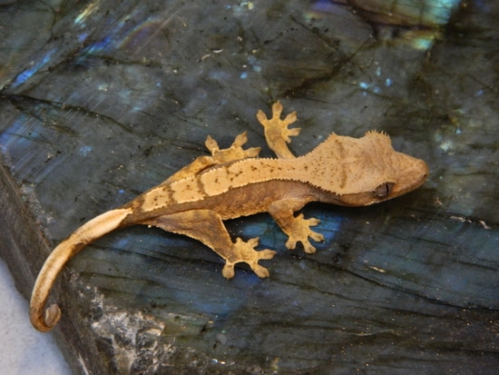 Red & Yellow Harlequin (Scotch X Ember) Crested Gecko by Jackal Reptiles