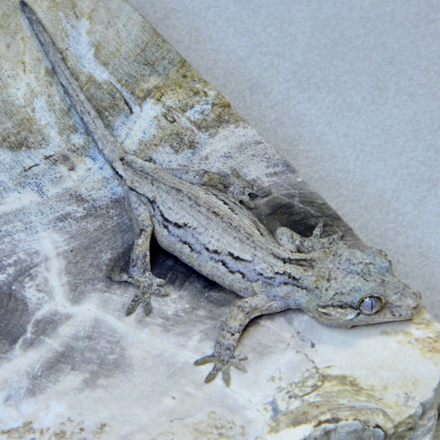 White Stripe Gargoyle Gecko by Jackal Reptiles - MorphMarket