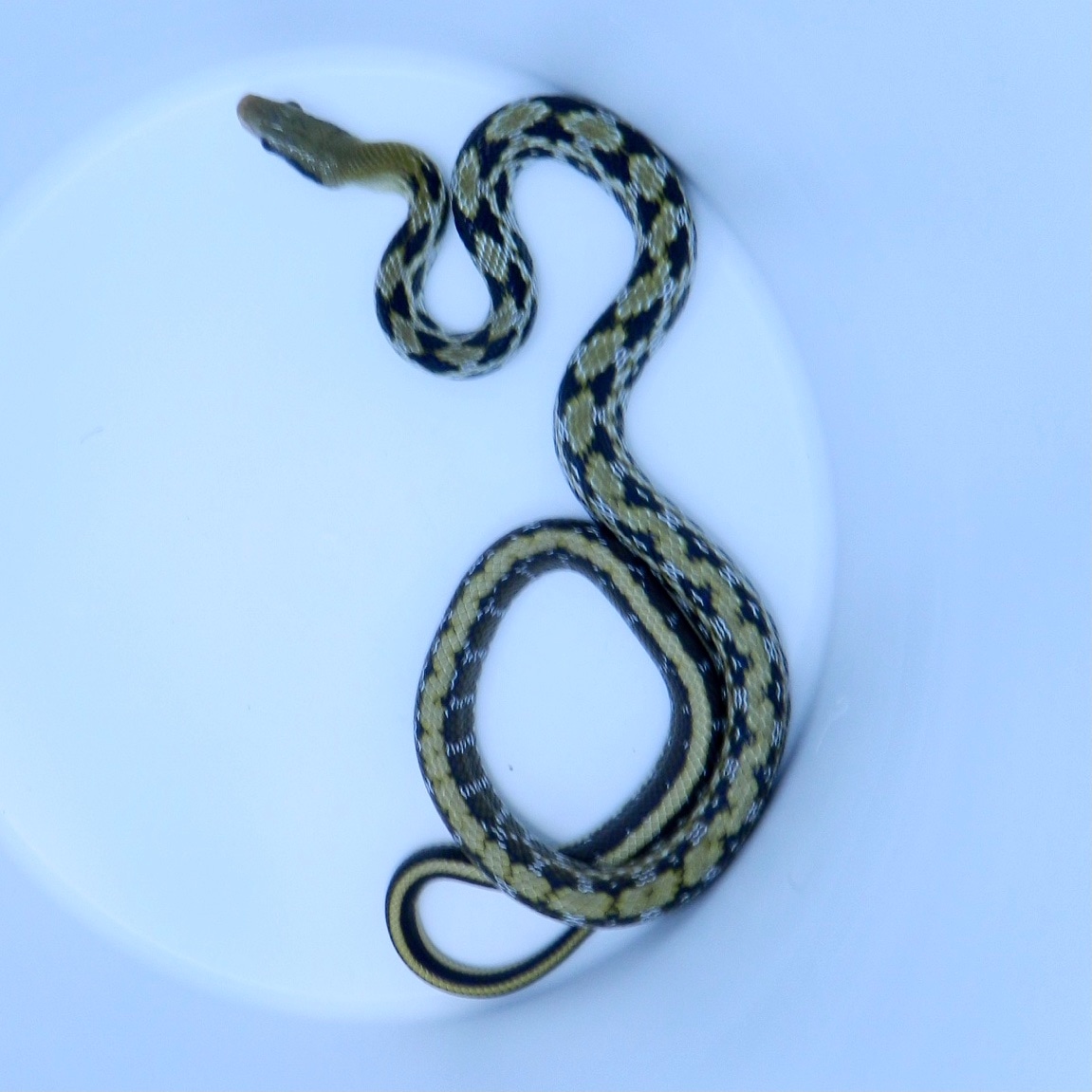 CBB Taiwan (Taiwanese) Beauty Rat Snake by Ledford Herpetoculture ...