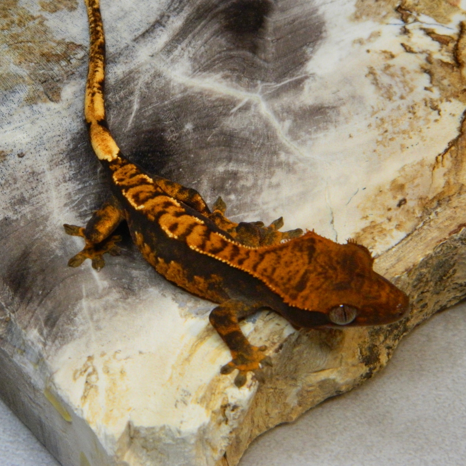Halloween Harlequin (Scotch X Ember) Crested Gecko by Ledford ...