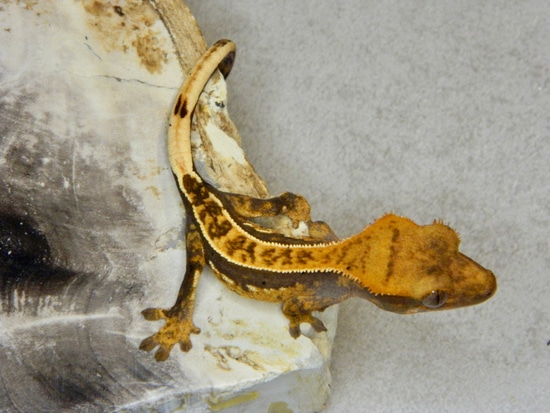 Pinstripe Dalmatian (Dalliance X Reese's) Crested Gecko by Jackal Reptiles