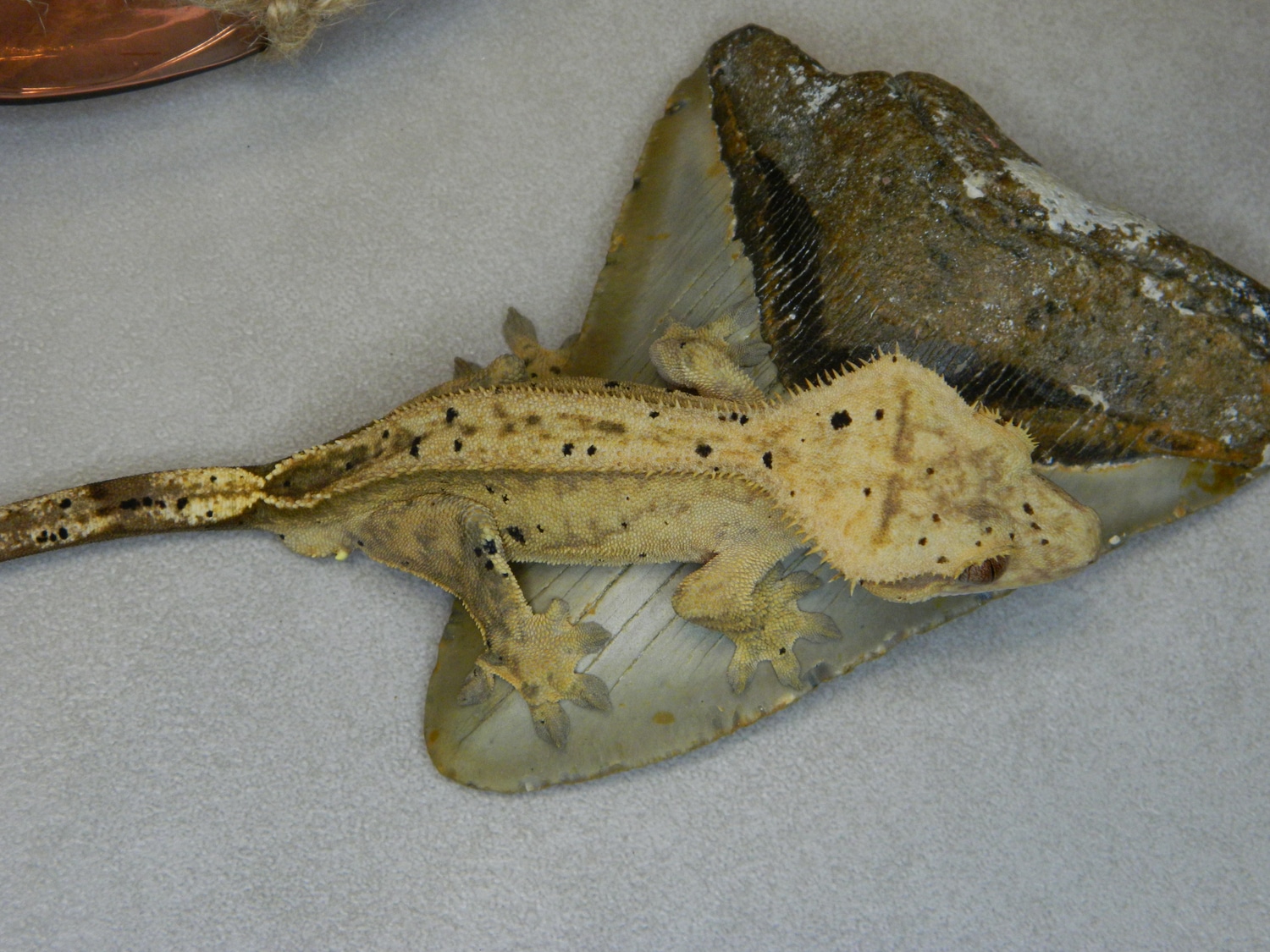 Yellow Phantom Pinstripe Dalmatian Crested Gecko by Ledford ...