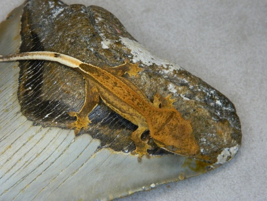 Yellow Phantom Quad-stripe Crested Gecko by Jackal Reptiles