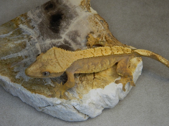 Yellow Harlequin Crested Gecko by Jackal Reptiles