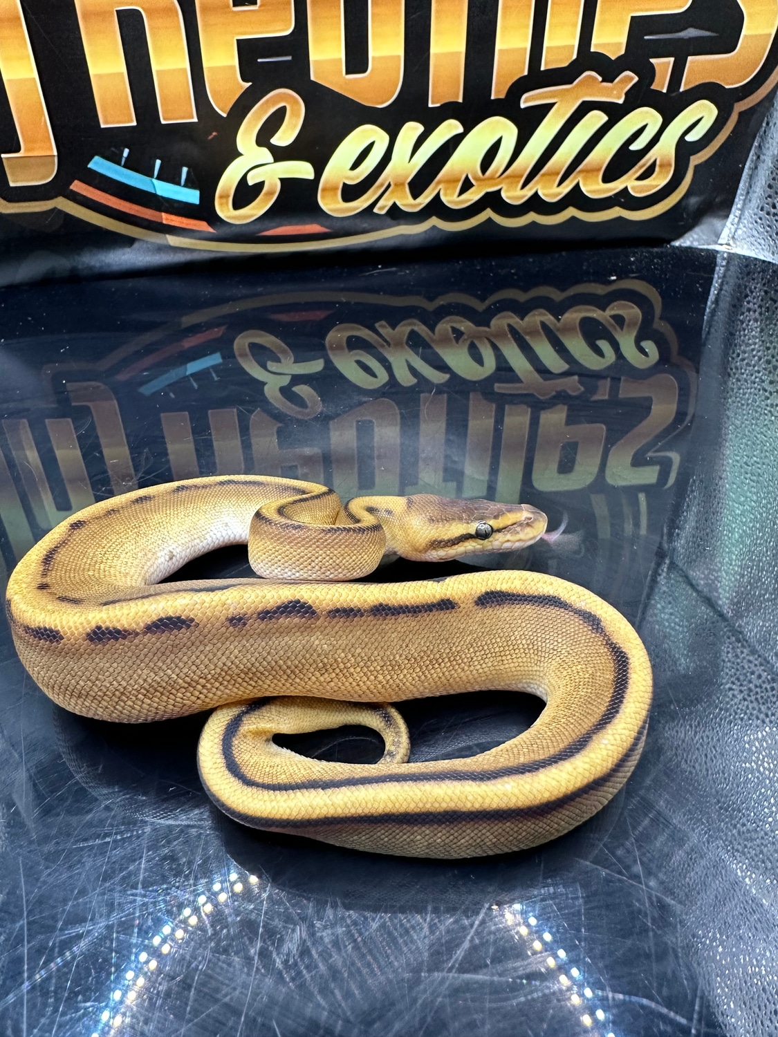G-Stripe Het VPI Ball Python by J&J Reptiles and Exotics - MorphMarket