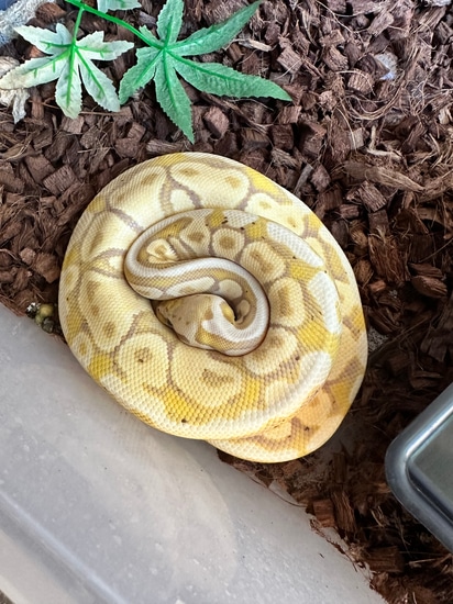 Banana Het Clown Pair Ball Python by J&J Reptiles and Exotics