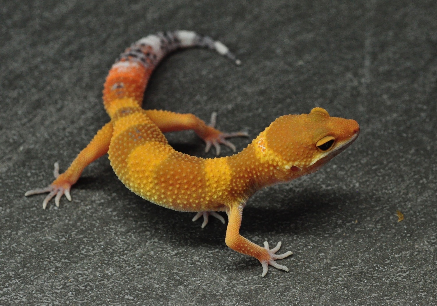 Blood Tangerine Pos Het Raptor SHTCTB Leopard Gecko by J5 Gecko ...