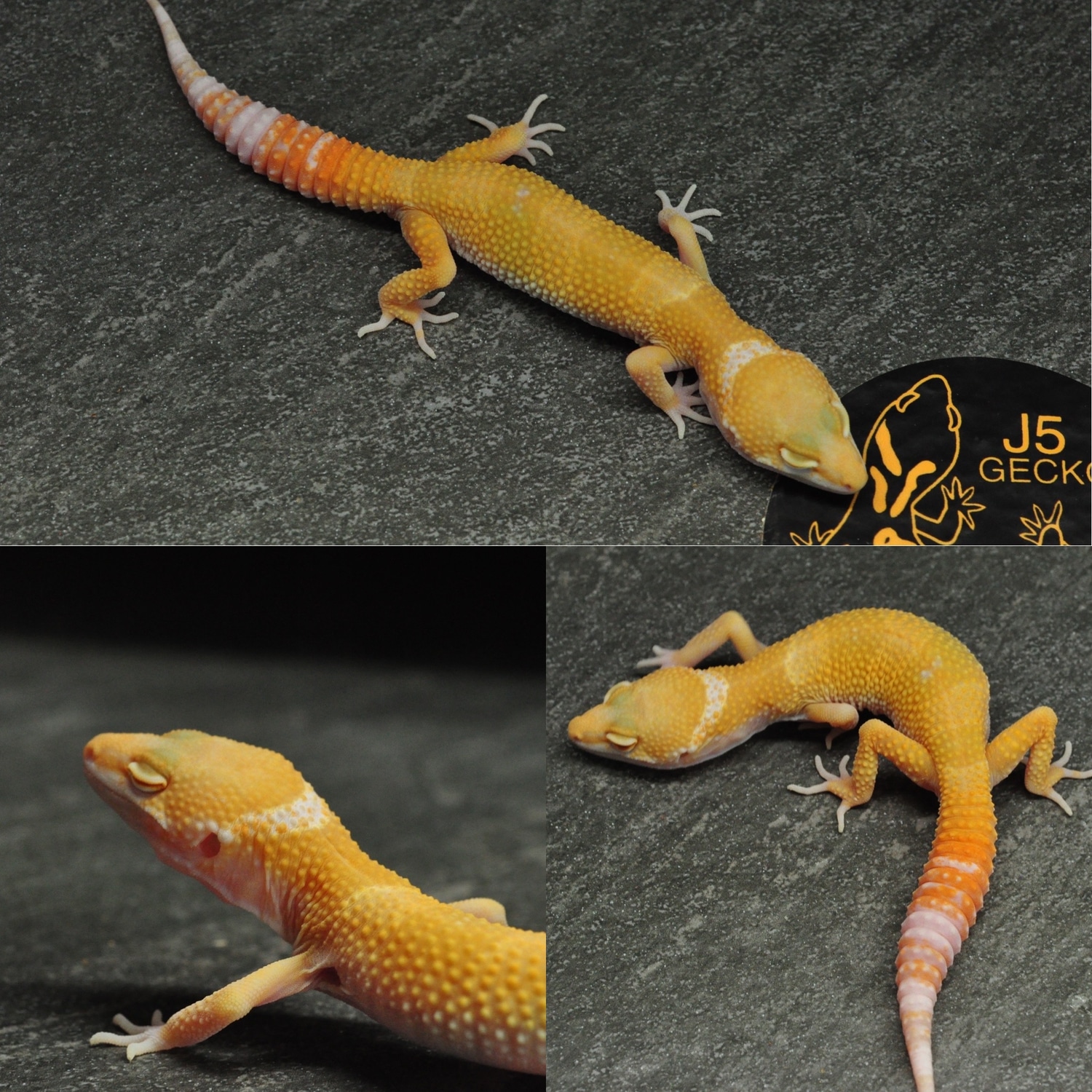 Sunglow Tangerine Tremper Albino Leopard Gecko by J5 Gecko - MorphMarket