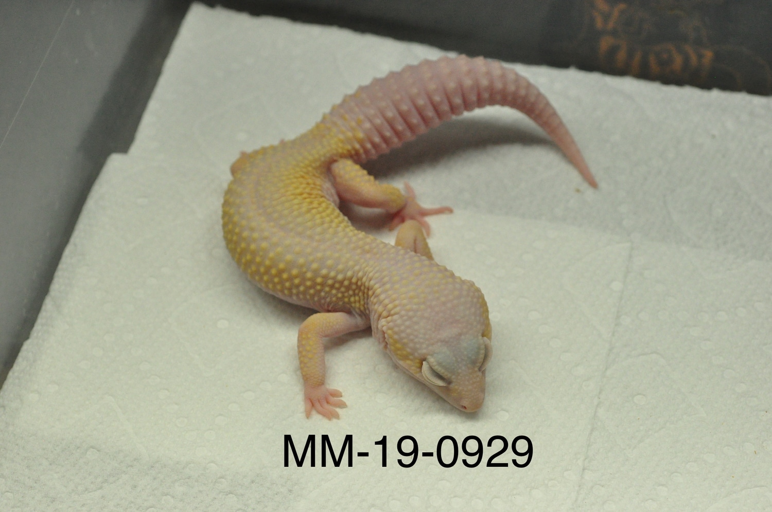 Diablo Blanco Leopard Gecko by J5 Gecko - MorphMarket
