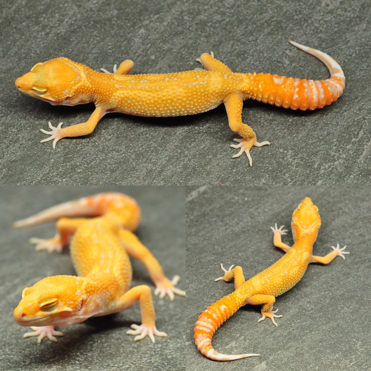 Tremper Sunglow Leopard Gecko by J5 Gecko - MorphMarket