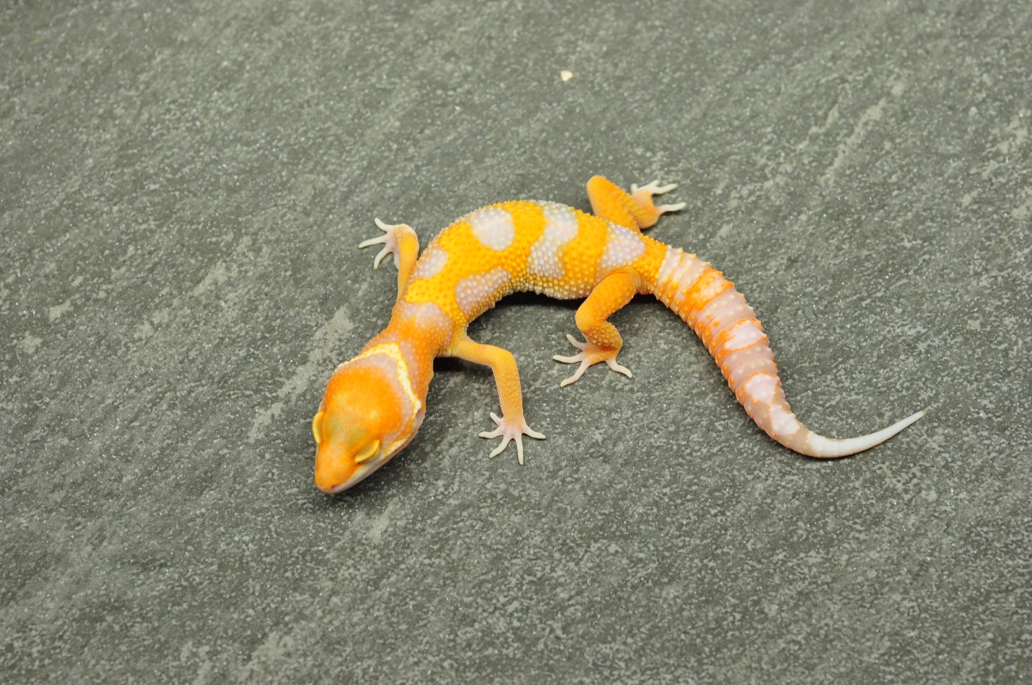 Tremper Jungle Leopard Gecko by J5 Gecko - MorphMarket