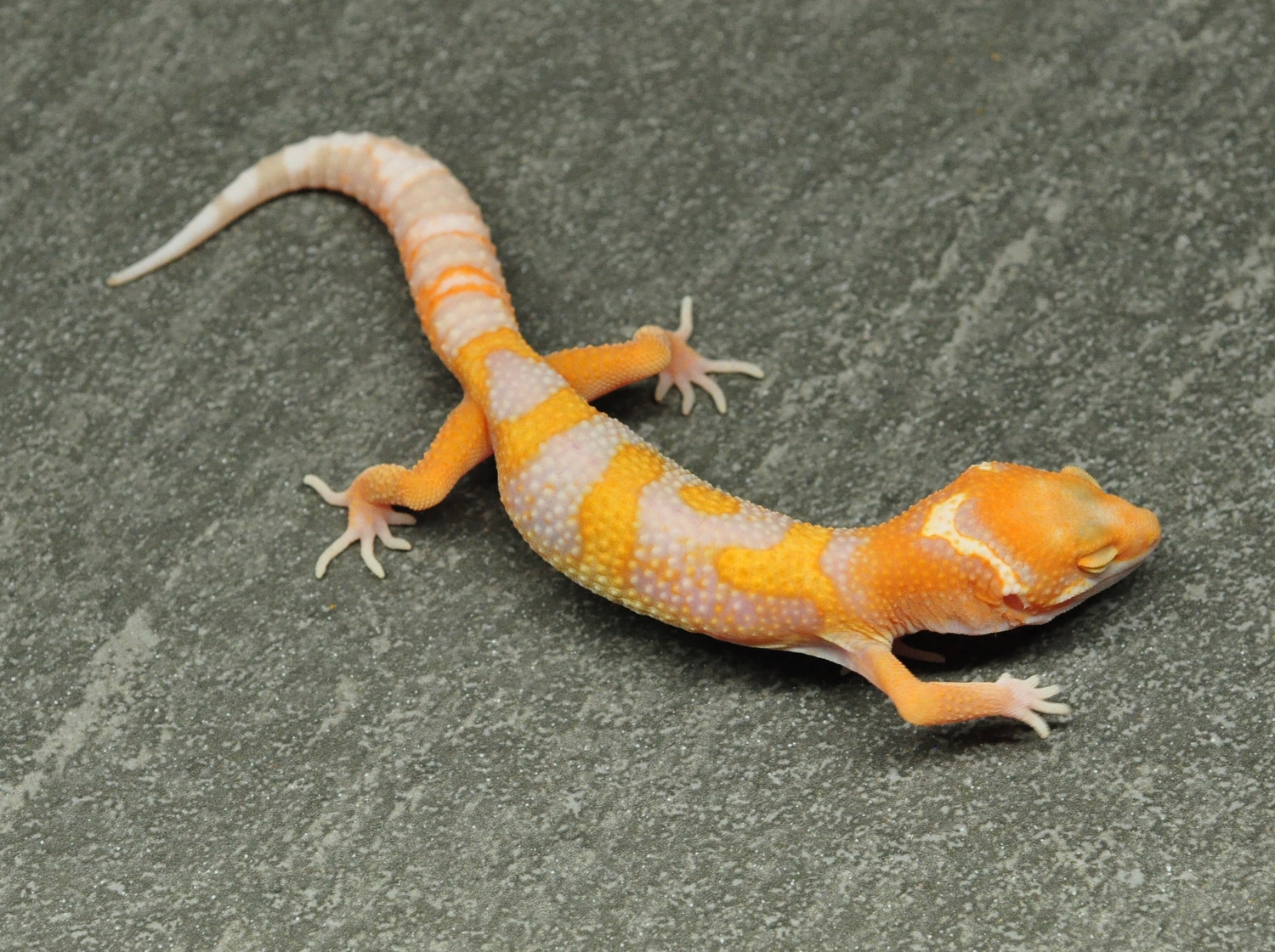 Tangerine Tremper Jungle Leopard Gecko by J5 Gecko - MorphMarket