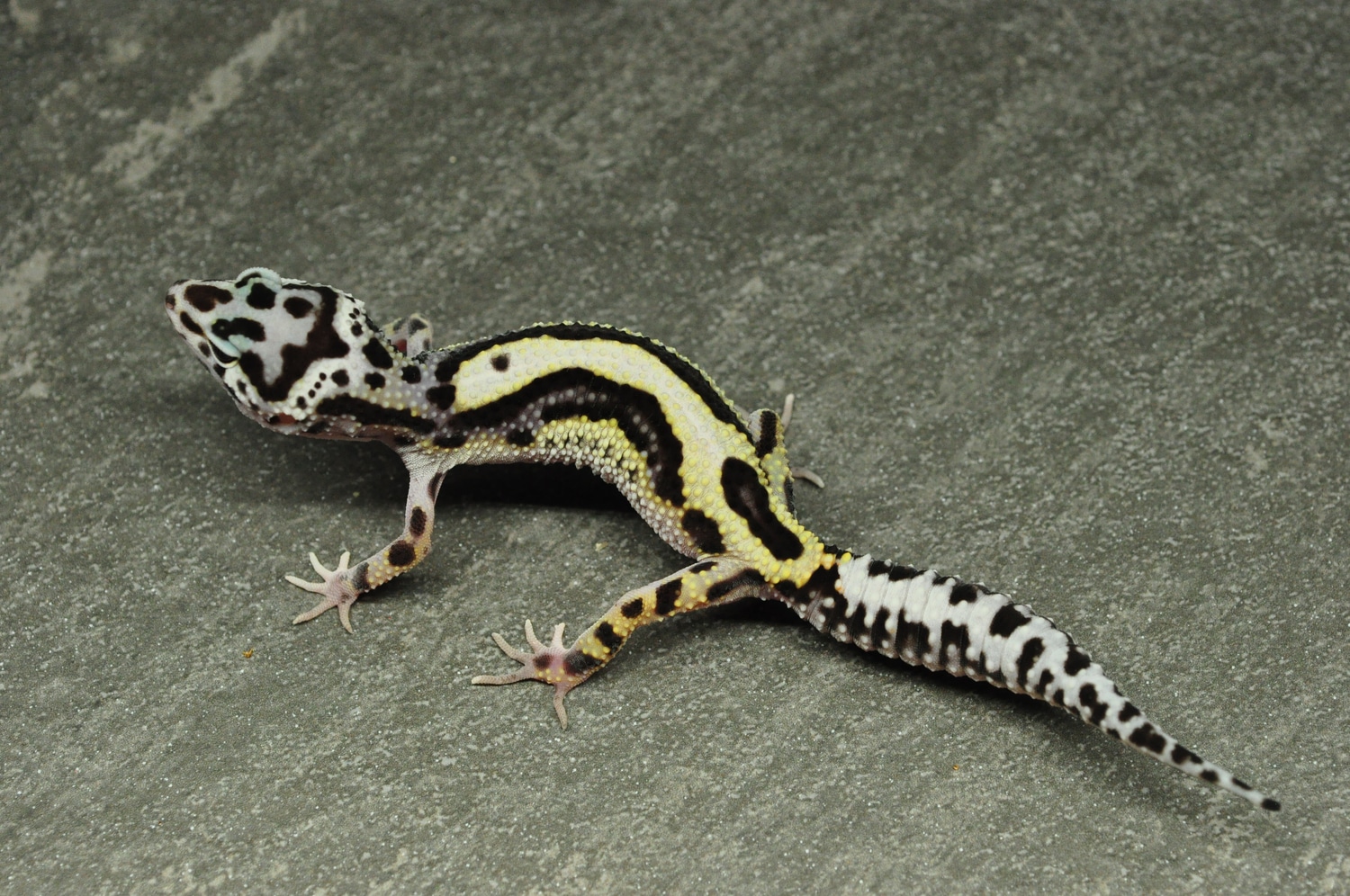 Mack Snow Bold (Pos Het Tremper, Pos Het Eclipse) Leopard Gecko by J5 ...