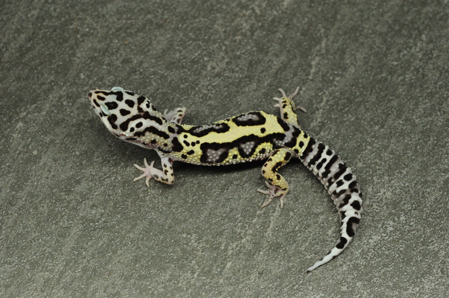 Gem Snow (Pos Het Eclipse, Pos Het Tremper) Leopard Gecko by J5 Gecko ...