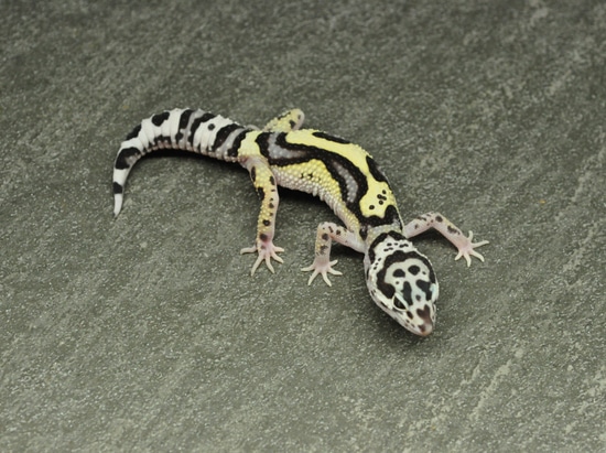 Gem Snow (Pos Het RAPTOR) Leopard Gecko by J5 Gecko