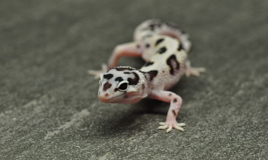 Mack Snow Bold (Pos Het RAPTOR) Leopard Gecko by J5 Gecko