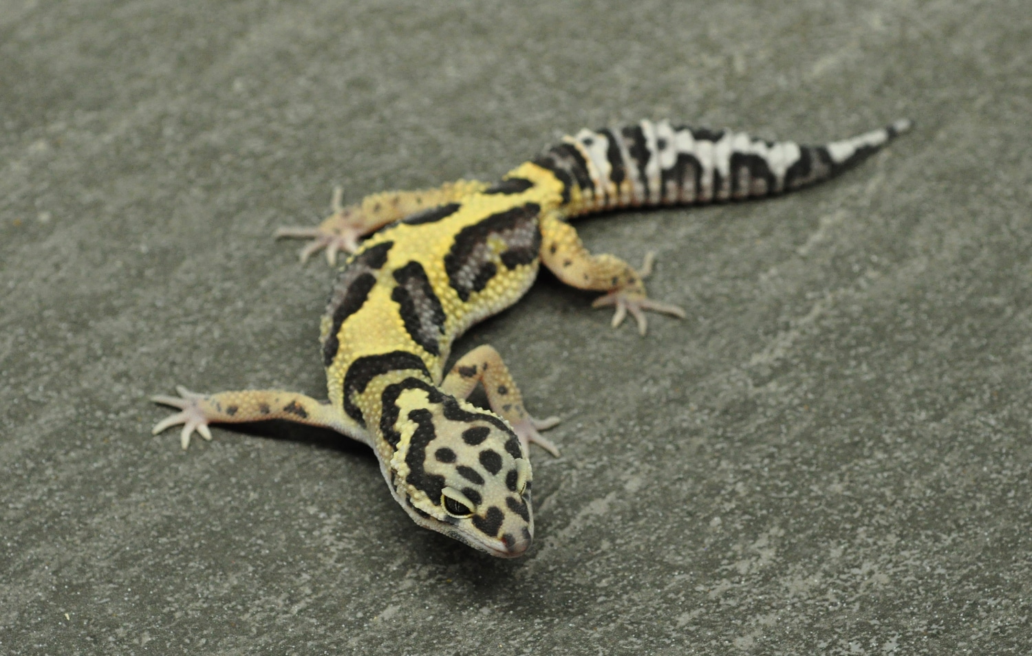 Bold (POs Het Raptor) Leopard Gecko by J5 Gecko - MorphMarket