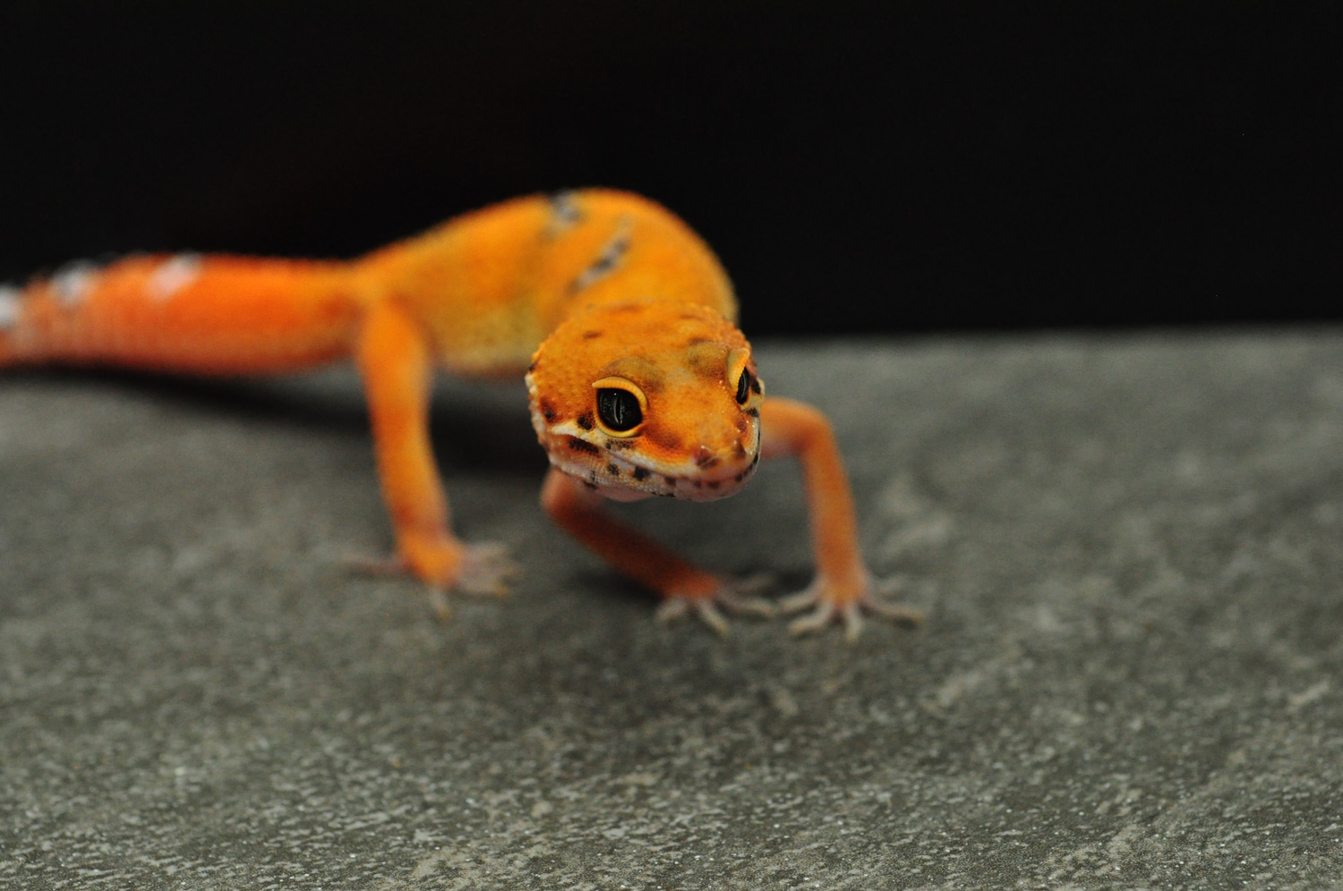 Blood Tangerine (Pos Het Raptor) Leopard Gecko by J5 Gecko - MorphMarket