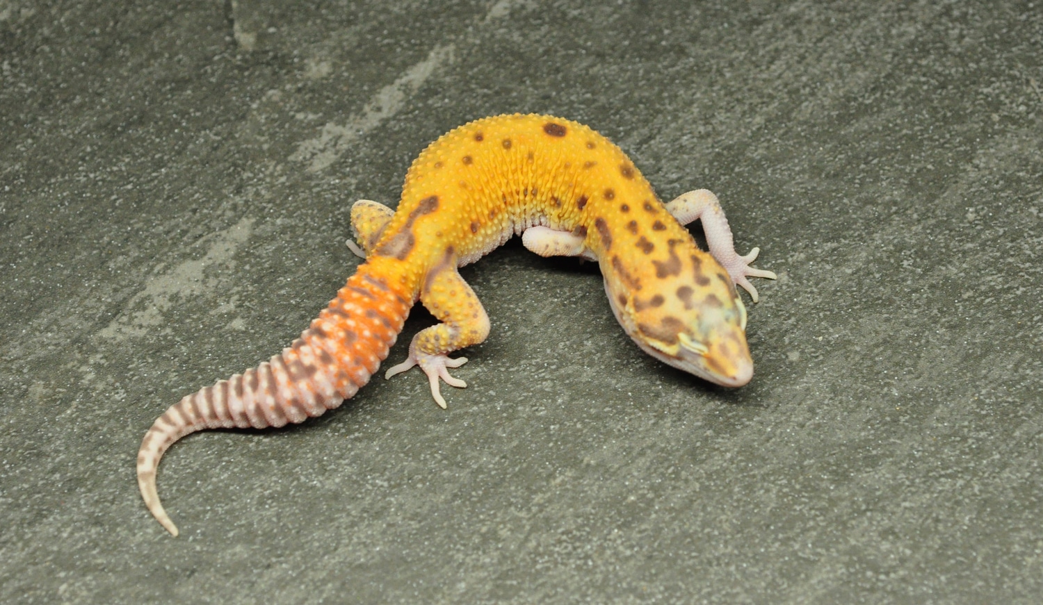 Tangerine Radar Leopard Gecko by J5 Gecko - MorphMarket