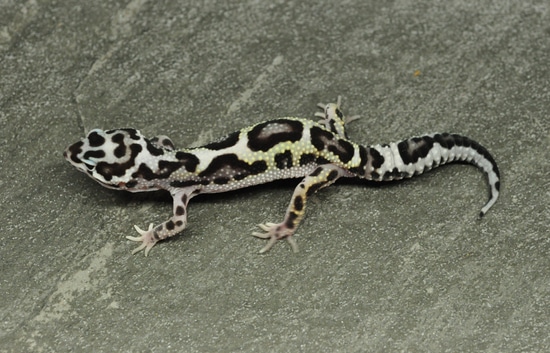 Mack Snow Bold Bandit (POs Het Raptor) Leopard Gecko by J5 Gecko