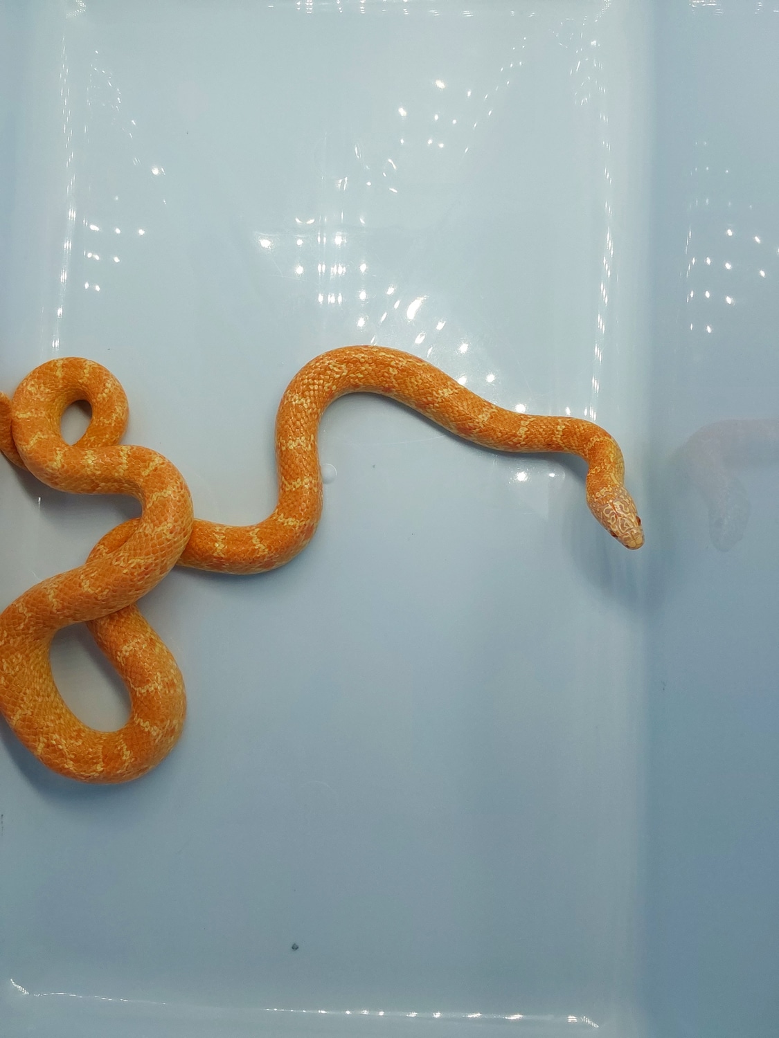 Hybino Erythristic Florida Kingsnake by Old World Creatures - MorphMarket