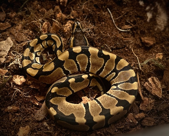 Blade Het Clown Ball Python by Underground Exotics