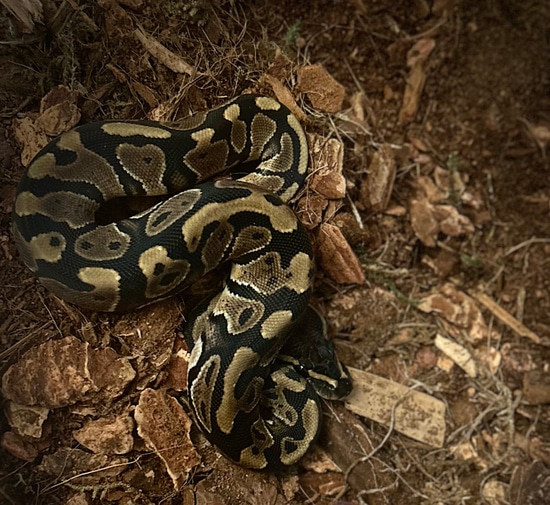 Het Piebald Ball Python by Underground Exotics