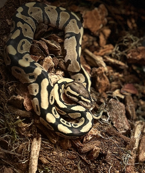 Fire Het Clown Ball Python by Underground Exotics