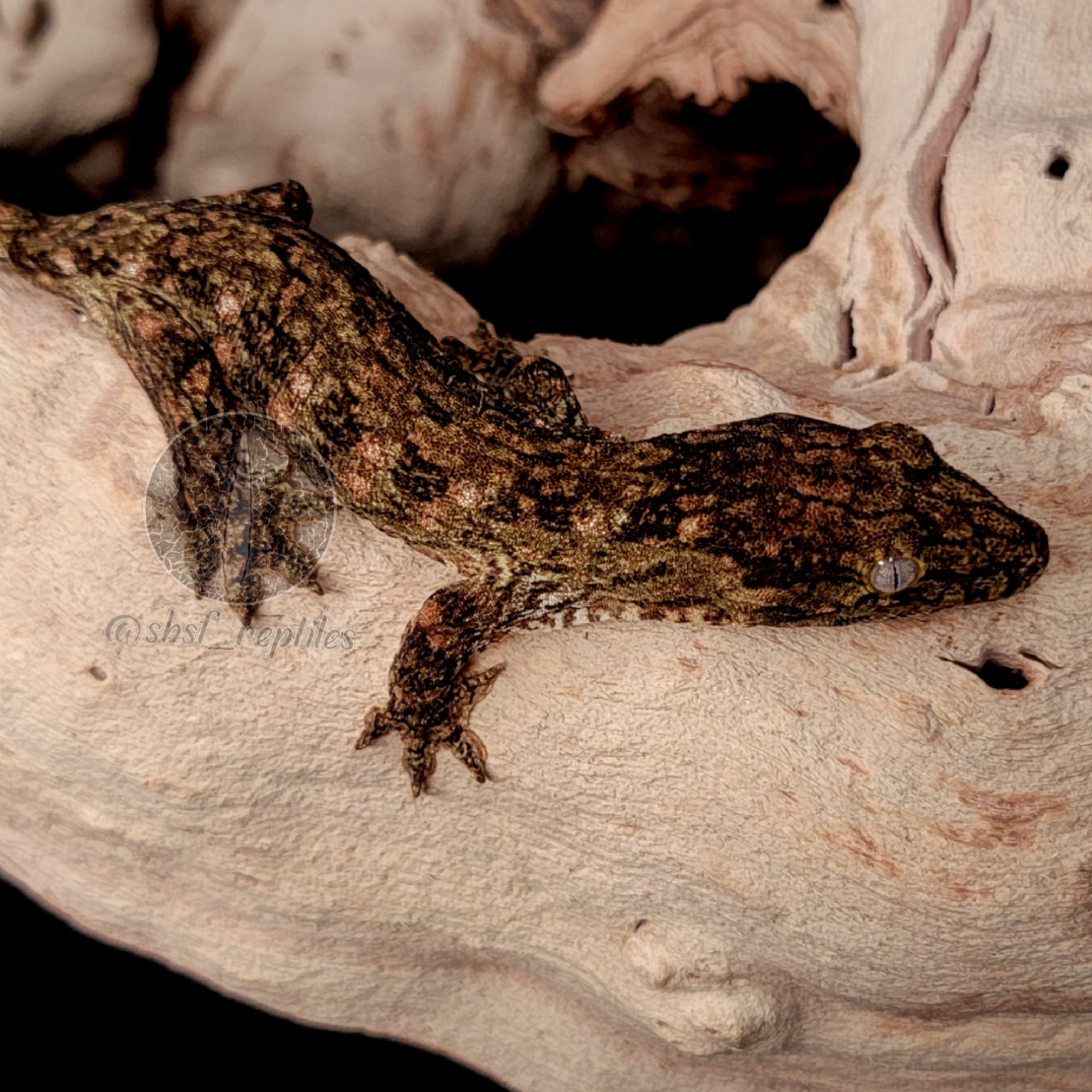 Pure MCDM Leachianus Gecko by SBSF Reptiles - MorphMarket