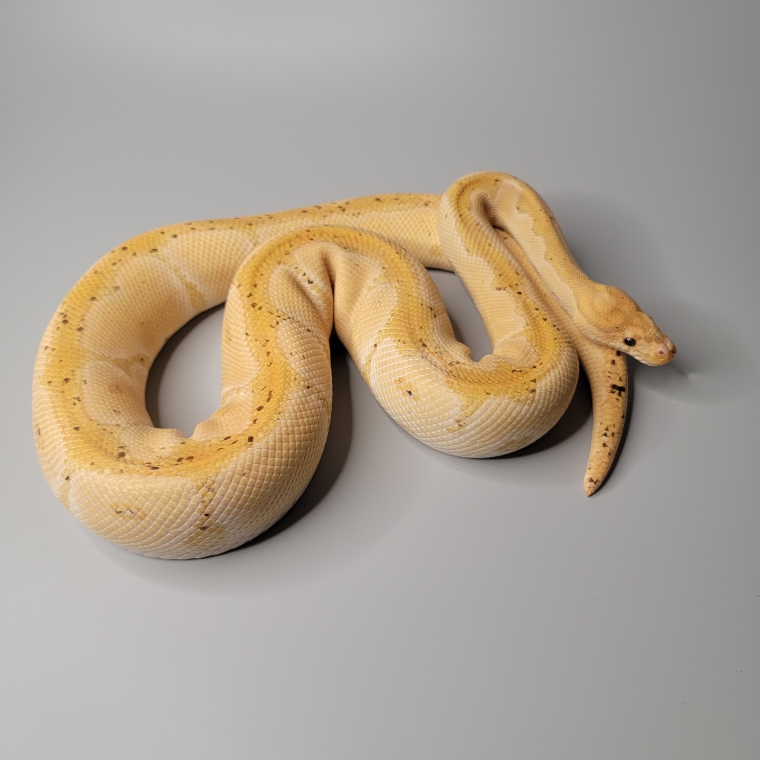 Banana Clown Ball Python By Sbsf Reptiles Morphmarket