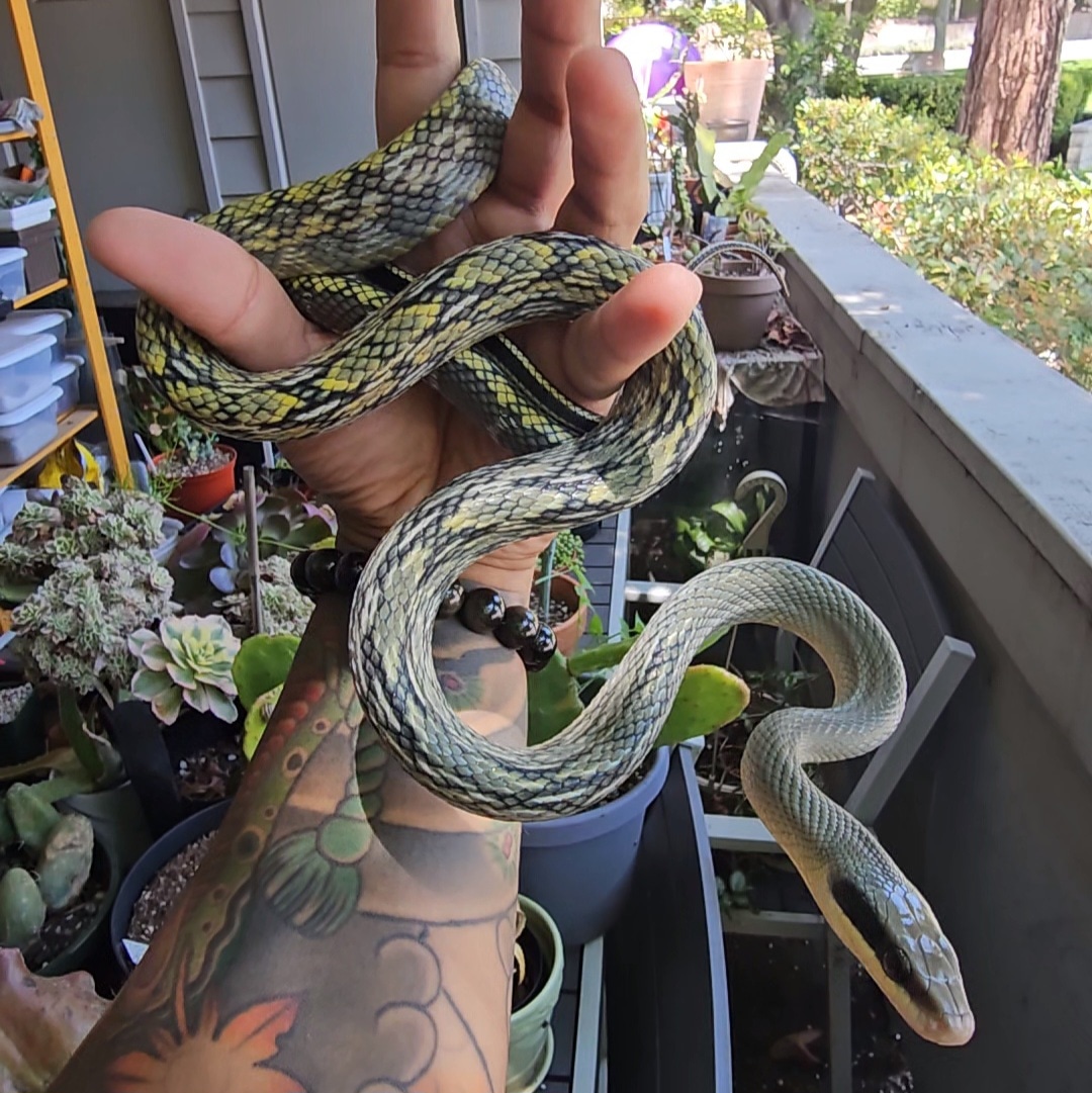 Yearling Male Vietnamese Blue Beauty Rat Snake by SBSF Reptiles ...