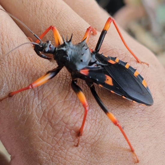 "Horrid King" Pystalla Horrida Assassin Bug by Goliath Reptiles and Inverts