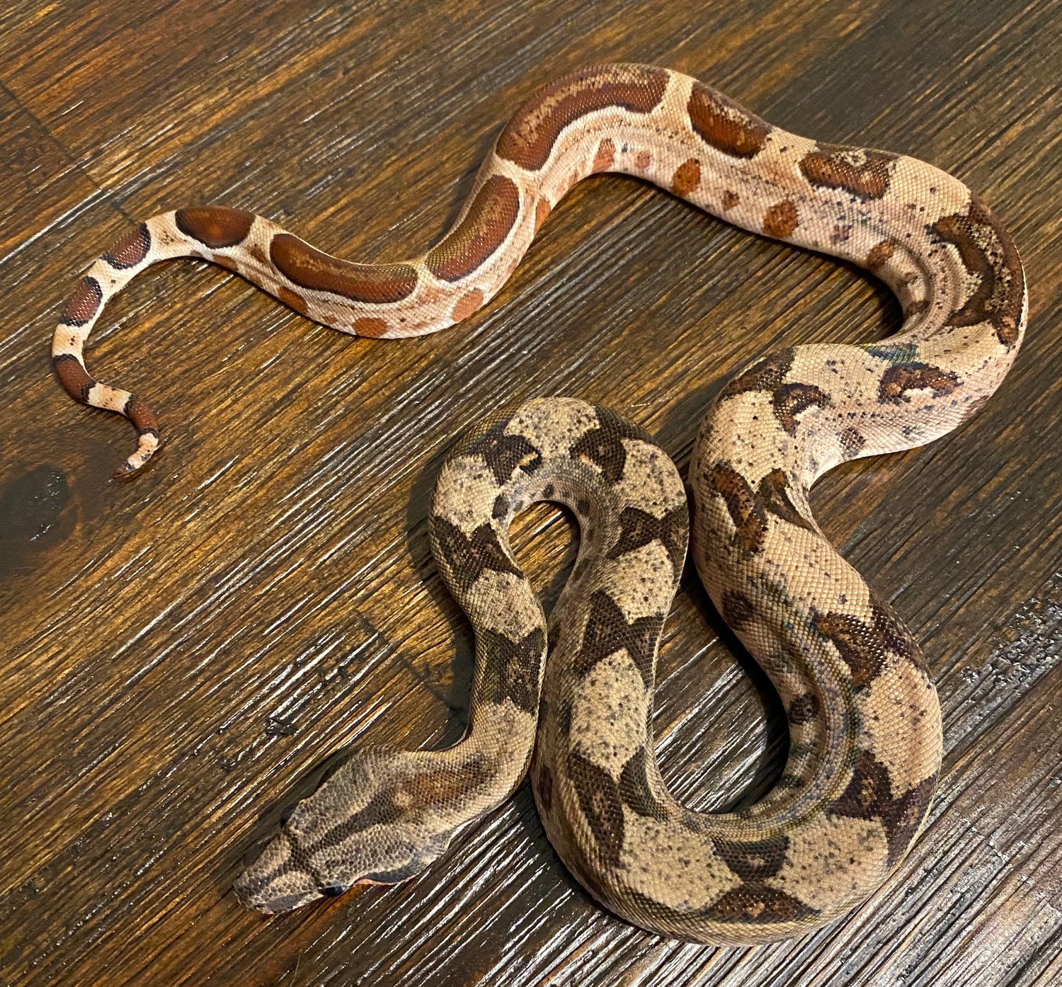 2020 Female Boa Jungle, Hypo, 66% Het Kahl, 66% Het Leopard Boa ...