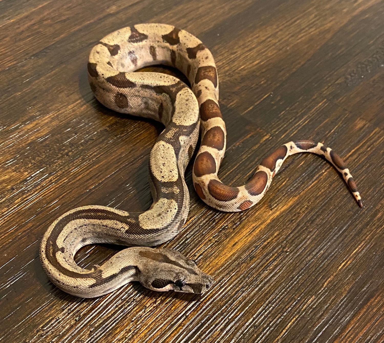 2020 Male Boa Jungle, Hypo, 66% Het Kahl, 66% Het Leopard Boa ...