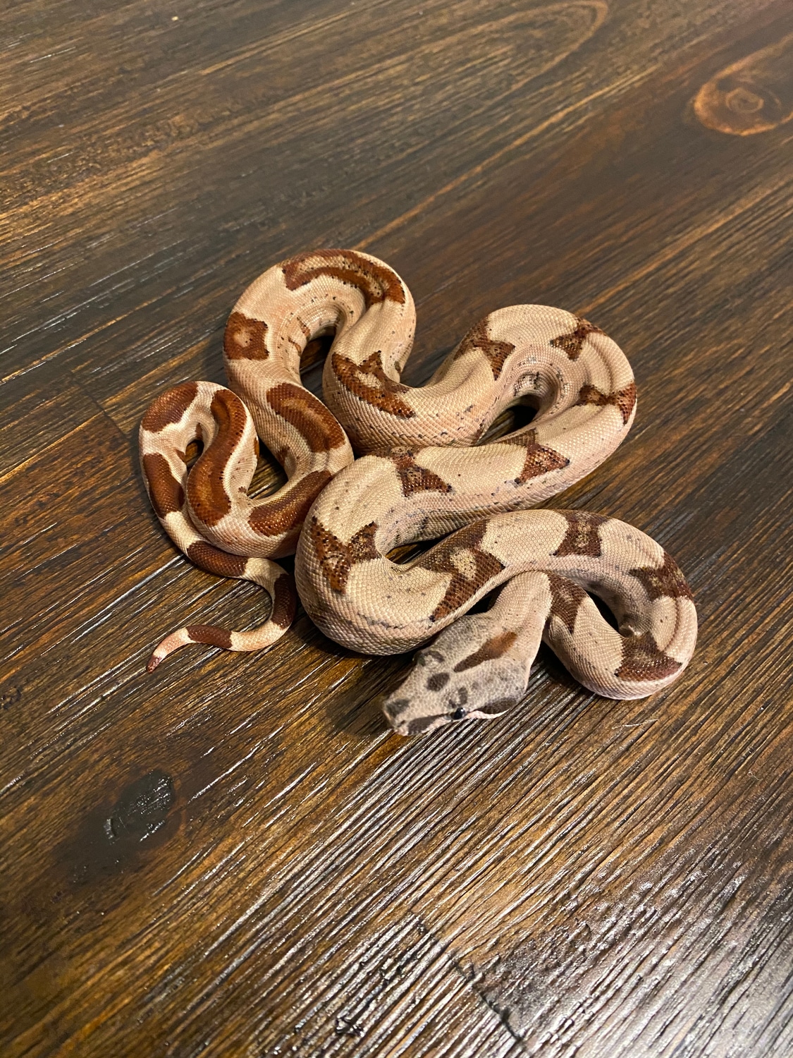 2020 Female Boa Jungle, Hypo, 66% Het Kahl, 66% Het Leopard Boa ...