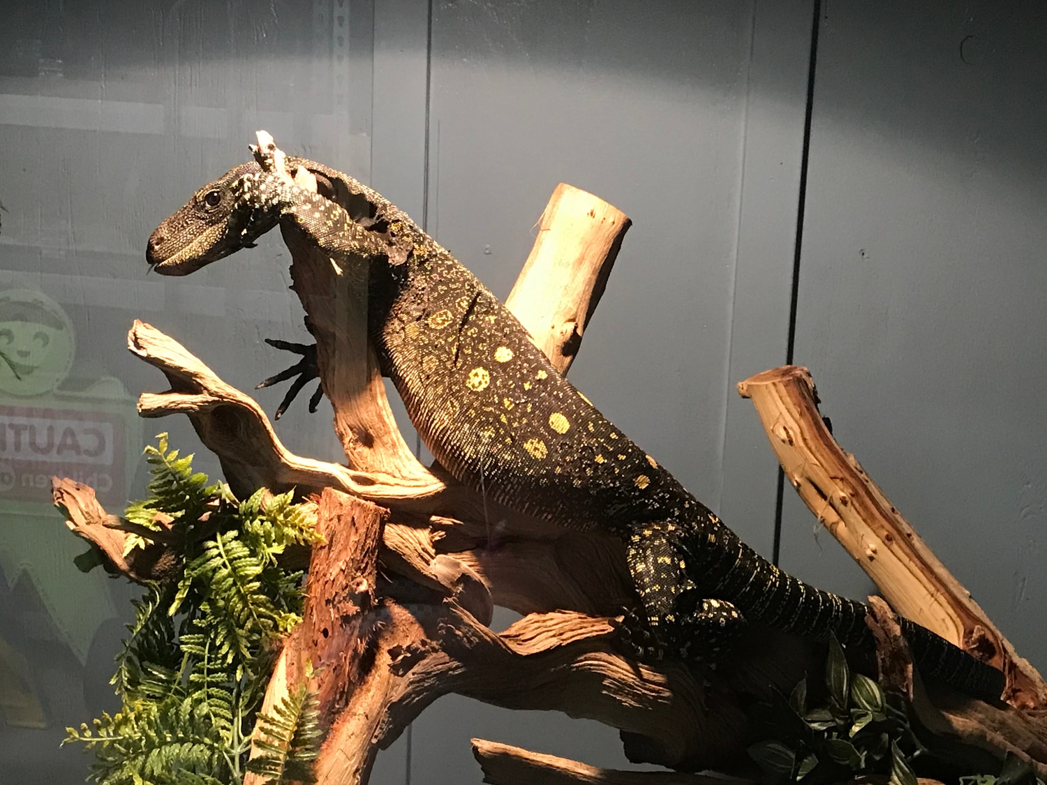 Male 5’ Crocodile Monitor by J&S Exotics - MorphMarket