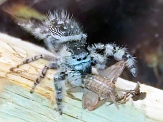 Phidippus Otiosus - Female - Adult - WC Jumping Spider by J's Jumpers