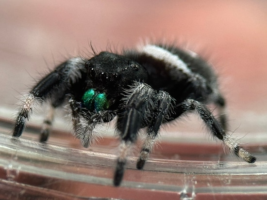 Regal Jumping Spider - Sub-Adult - Male - HT4F by J's Jumpers