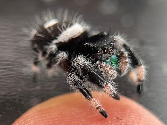 Regal Jumping Spider - Sub-Adult - Male - HT402 by J's Jumpers