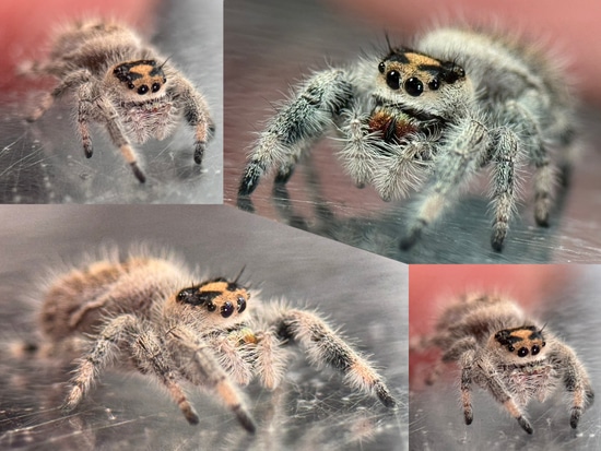 Regal Jumping Spider - Sub-Adult - Female - HT4611 by J's Jumpers