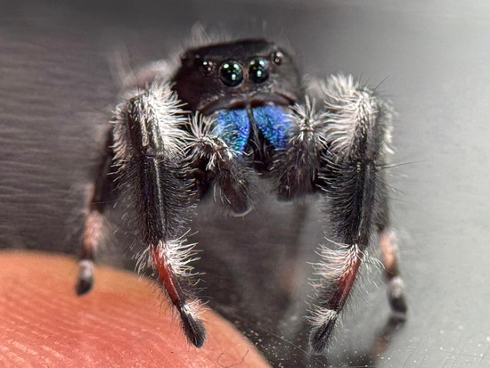 Regal Jumping Spider - Sub-Adult - Male - HT458 by J's Jumpers