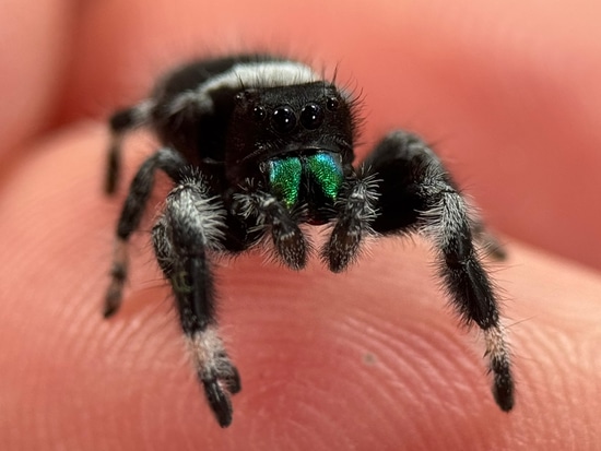 Regal Jumping Spider - Sub-Adult - Male - HT4631 by J's Jumpers