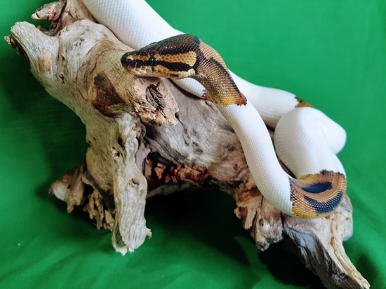 Pastel Pied Ball Python by Bair's Bioactive Balls