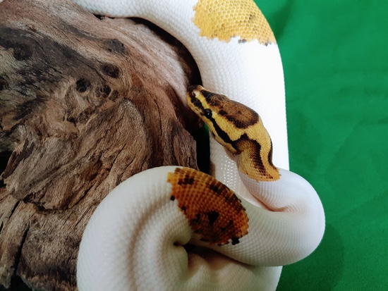 Fire Pinstripe Pied Ball Python by Bair's Bioactive Balls