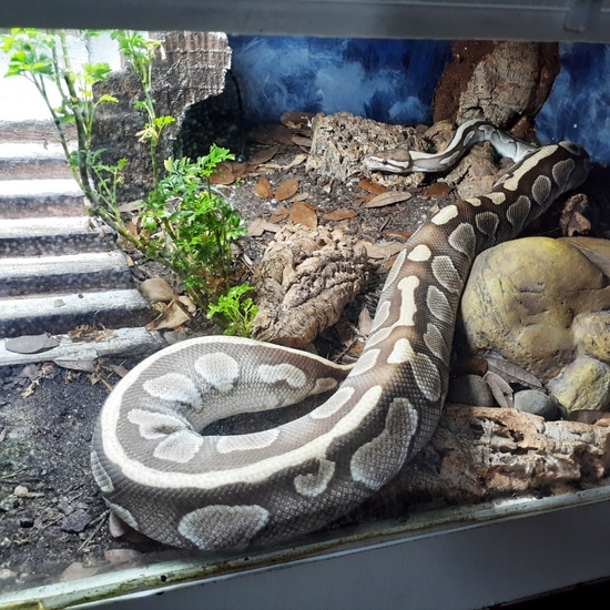 Belle Ball Python by Bair's Bioactive Balls