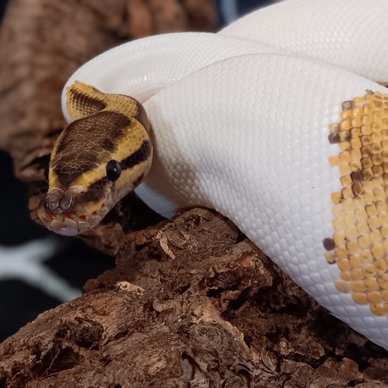 Fire Pinstripe Pied Ball Python by Bair's Bioactive Balls