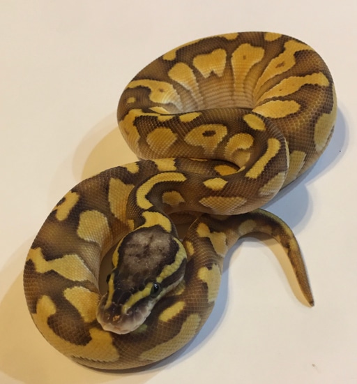 Pastel Butter Enchi Confusion Ball Python by Pretty Penny Pythons