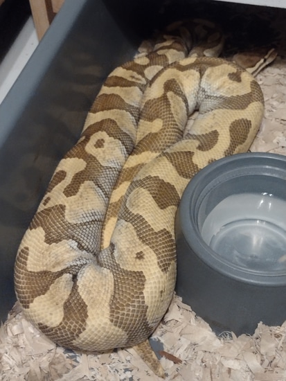 Butter Enchi Ball Python by Pretty Penny Pythons