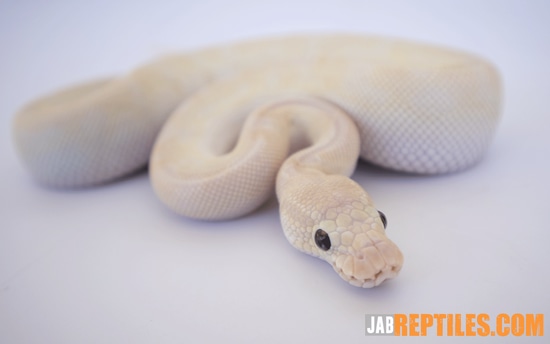 Bel (Lesser / Mystic Or Special) Pos Gold Blush Ball Python by J.A.B ...